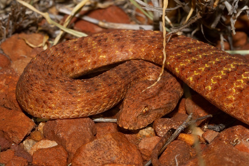Desert Death Adder (Acanthophis pyrrhus) - Snakes and Lizards