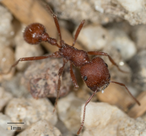 Mountain Harvester Ant (Pogonomyrmex montanus) · iNaturalist United Kingdom