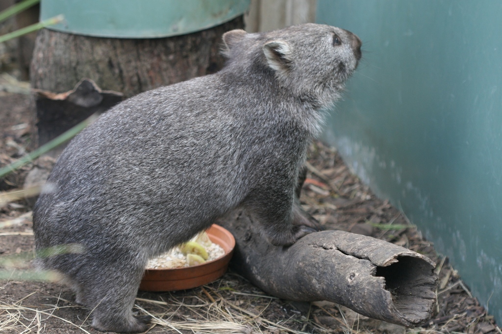 Tasmanian Wombat (Vombatus ursinus tasmaniensis) - Know Your Mammals