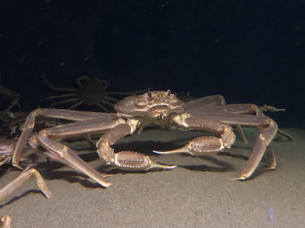 Snow Crab (Pacific Northwest Marine Life) · iNaturalist