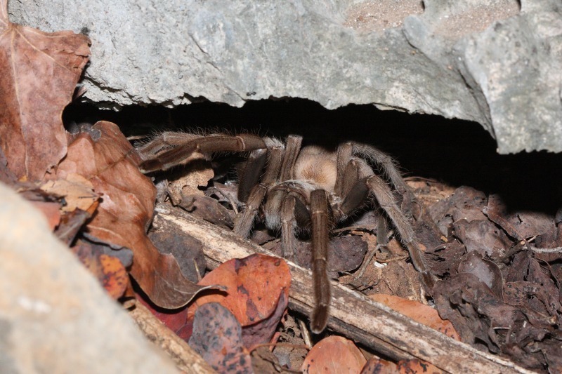 Queensland Whistling Tarantula in November 2011 by dhfischer · iNaturalist