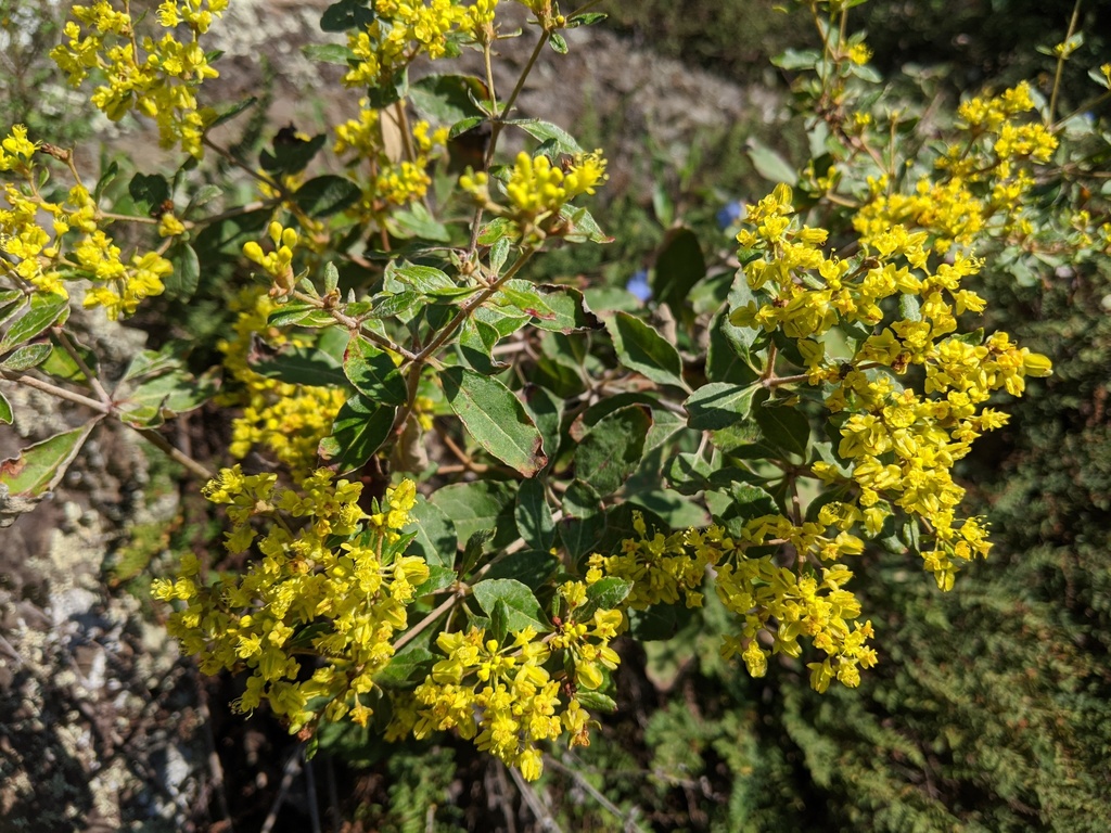Shale Barren Buckwheat from Botetourt County, VA, USA on August 10 ...