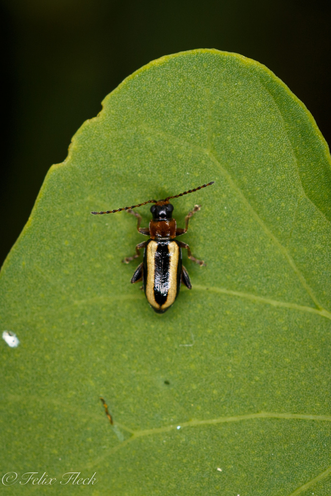 Systena from Santiago de Querétaro, Qro., Mexico on August 10, 2020 at ...