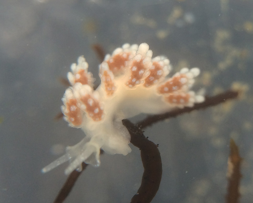 Doto urak from San Mateo, California, United States on June 1, 2014 at ...