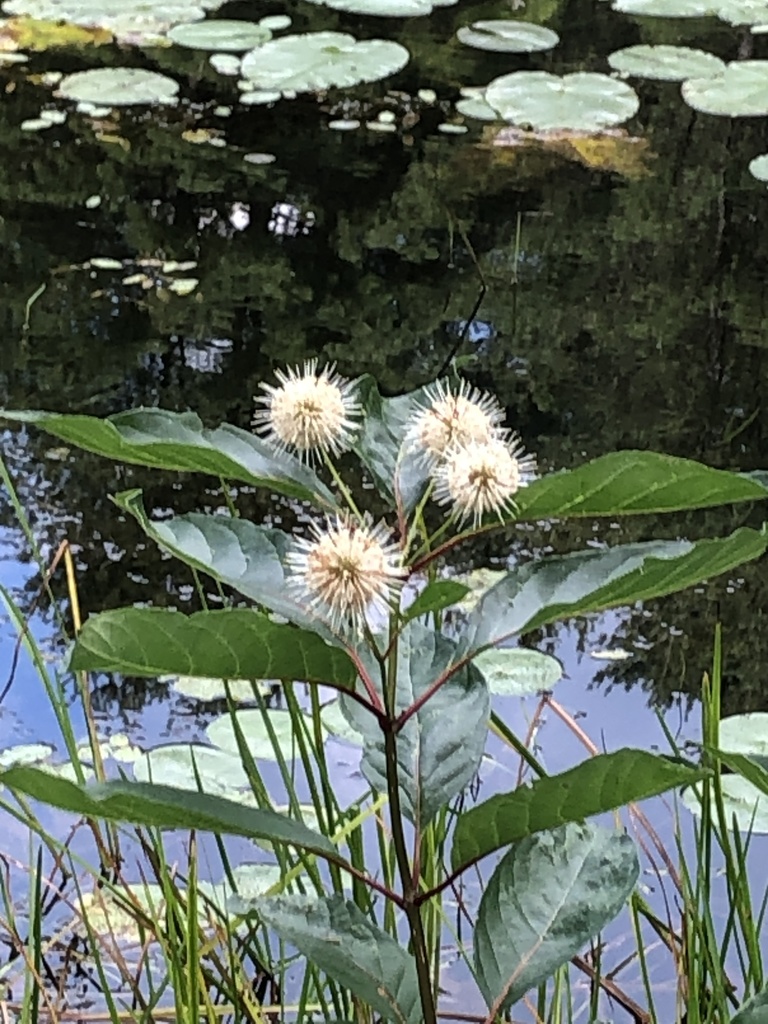 buttonbush from Cranberry Pond, Leverett, MA, US on August 10, 2020 at ...