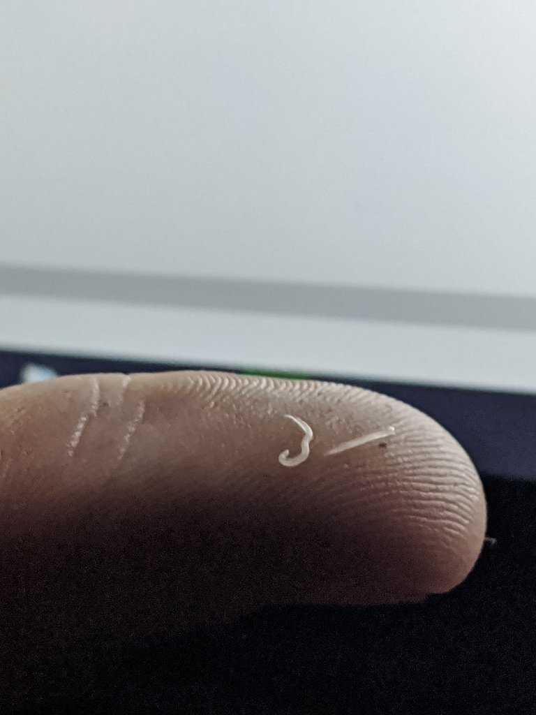 Human pinworm from Sonora, TX 76950, USA on August 4, 2020 at 11:50 PM ...