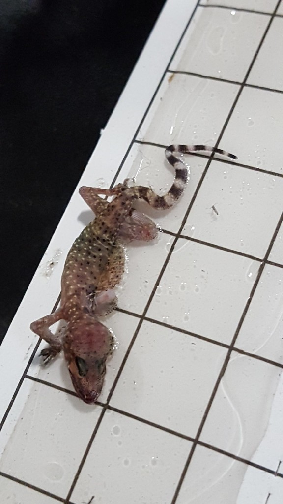 Mediterranean House Gecko from Lafayette, Indiana on August 7, 2020 by ...