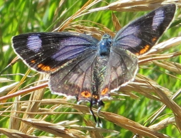 Colorado Hairstreak (Arthropods of Sweitzer Lake State Park) · iNaturalist