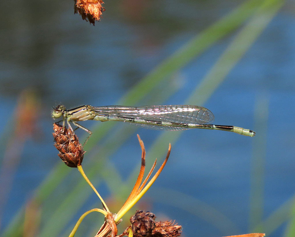 Tule Bluet from Salmon Creek Park/Klineline Pond, Clark Co., Washington ...