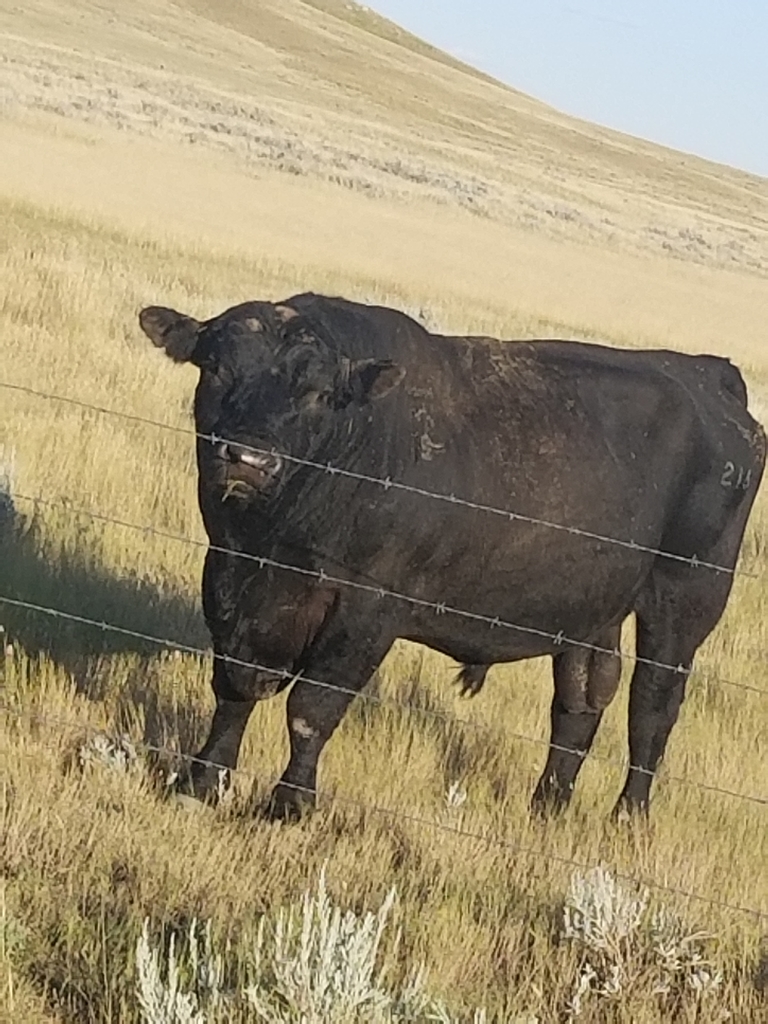 Domestic Cattle from Division No. 1, CA-AB, CA on August 09, 2020 at 06 ...