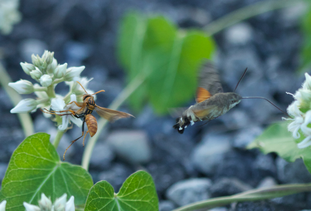 Eurasian Hummingbird Hawkmoth from Shunyi District, Beijing, China on ...
