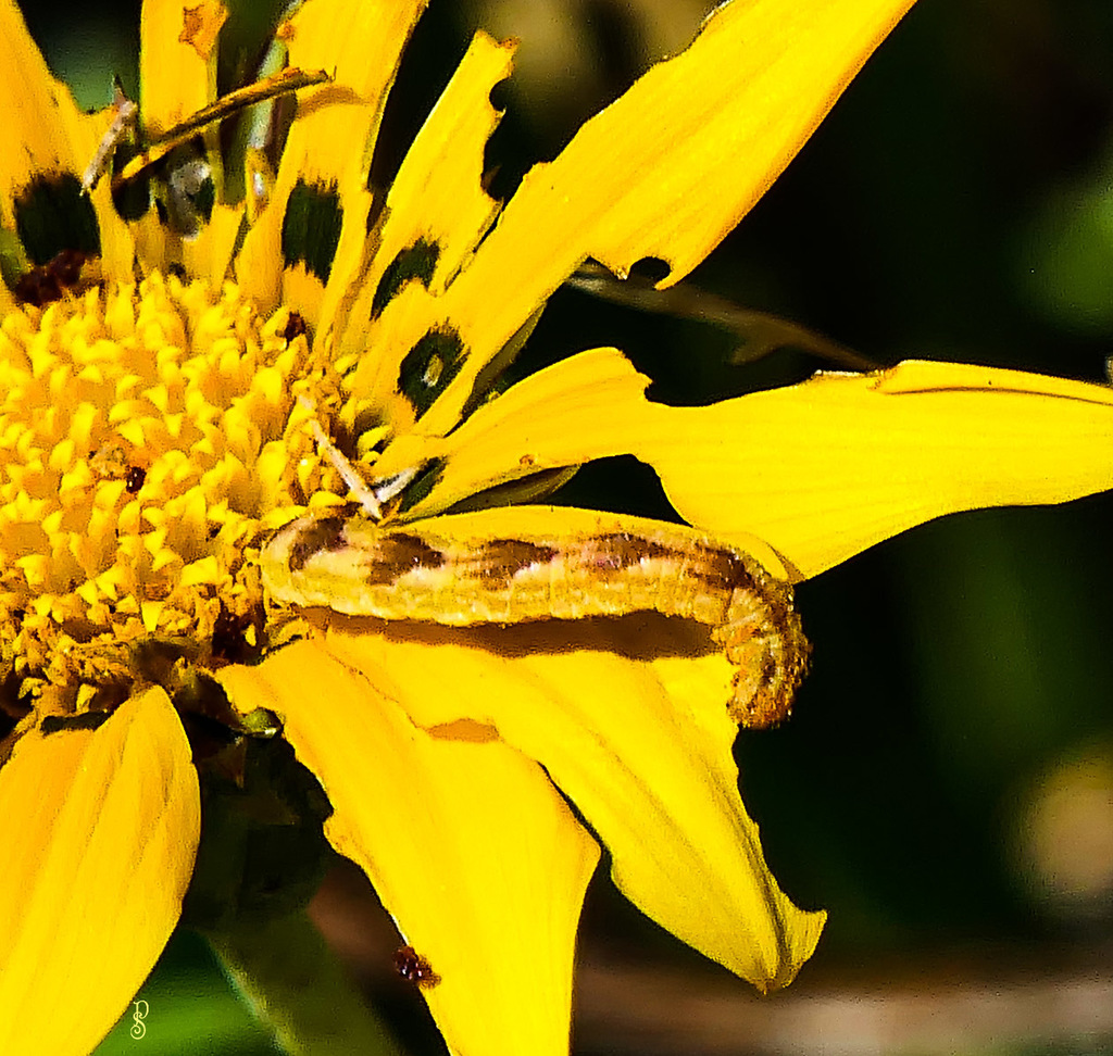Common Eupithecia Moth from Point Loma Heights, San Diego, CA, USA on ...