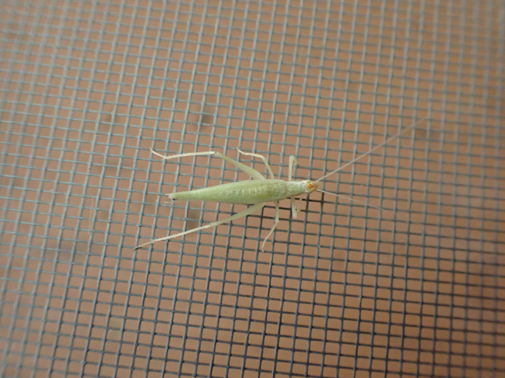 Common Tree Crickets from Humboldt County, CA, USA on August 09, 2020 ...