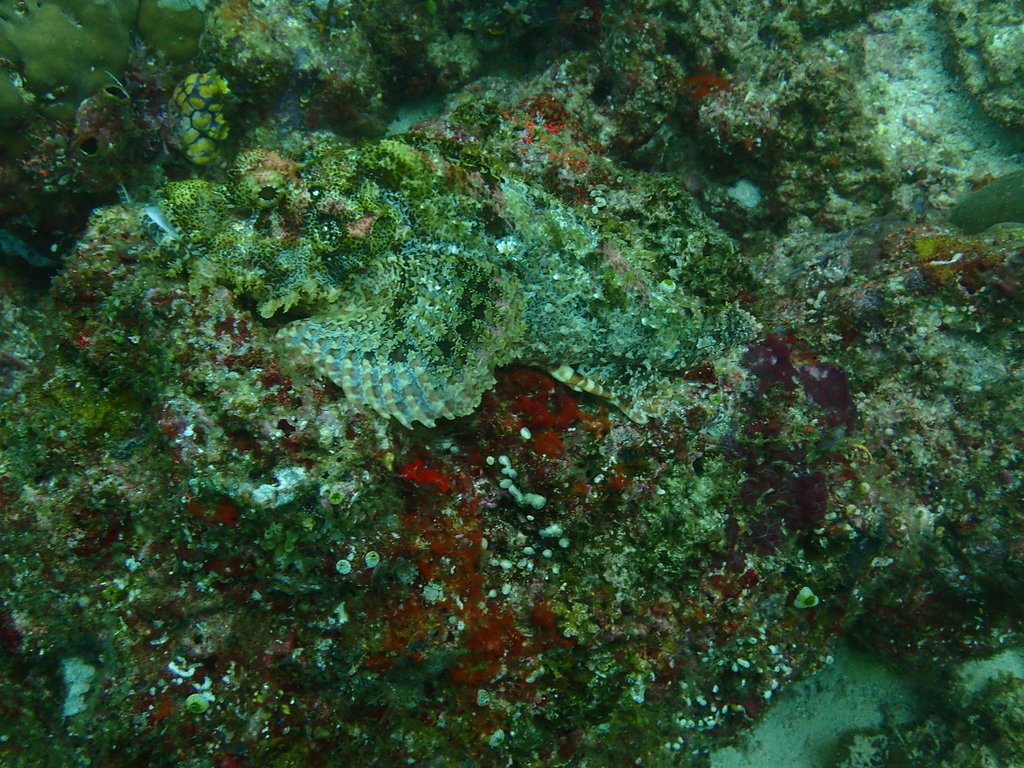Raggy Scorpionfish from Cape Kri dive site on April 25, 2019 at 10:33 ...