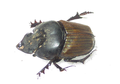 Phalops wittei · iNaturalist