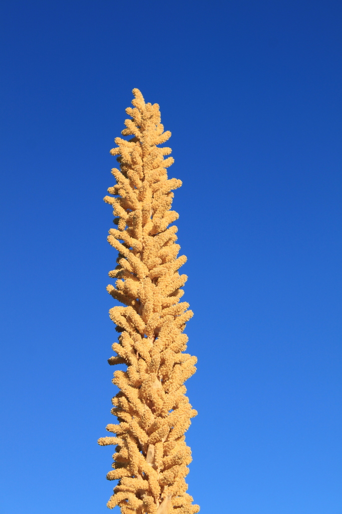 Wheeler sotol from City of Rocks, NM on June 13, 2017 by ekinnebrew ...