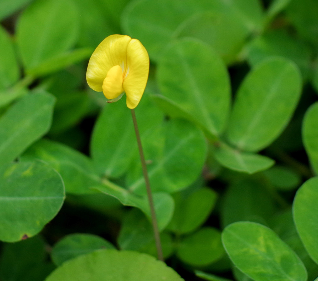 (Arachis) - Botanical Realm