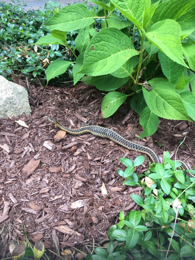 Common Garter Snake from 44 Cottage Dr, Derby, VT, US on July 9, 2017 ...