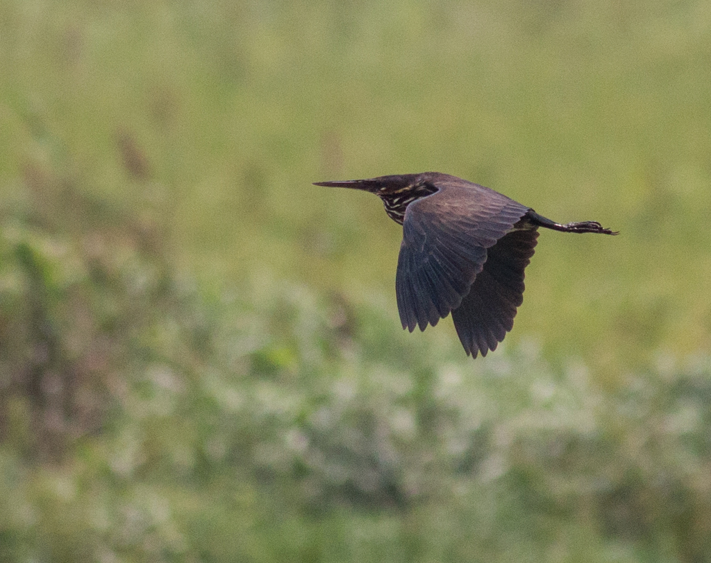 Black Bittern from New Vision ECO City, Bangladesh on May 8, 2019 at 10 ...