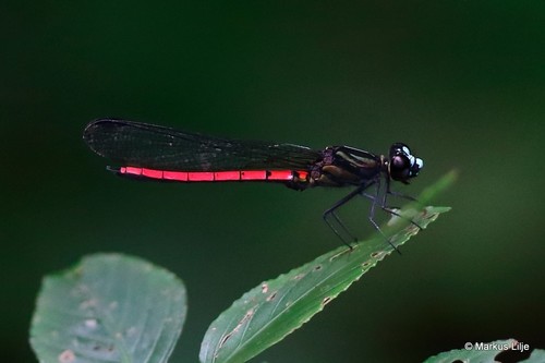 Blue-nosed Jewel (Chlorocypha trifaria) · iNaturalist