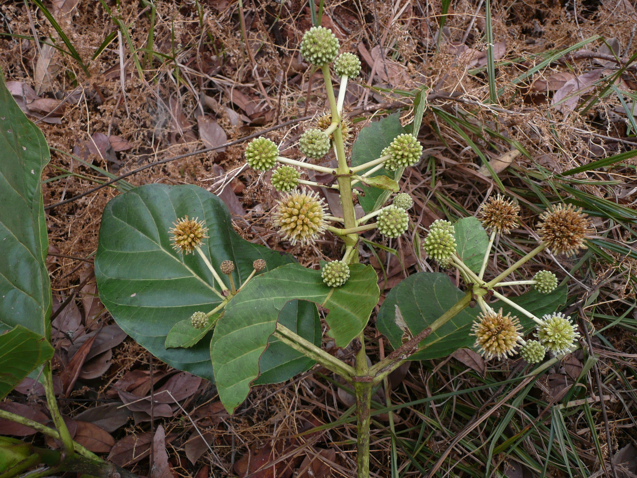 Mitragyna stipulosa (DC.) Kuntze