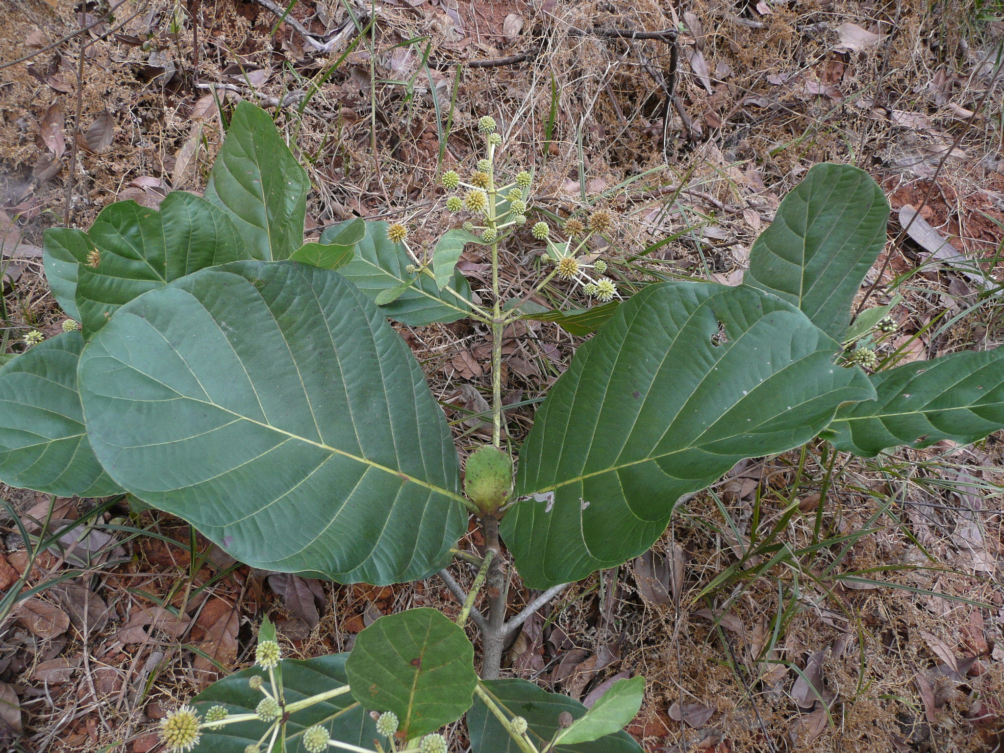 Mitragyna stipulosa (DC.) Kuntze