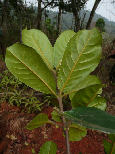 Genus Anopyxis · iNaturalist