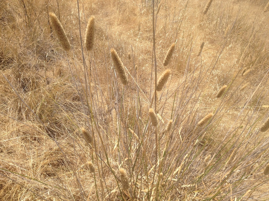 harding grass from Coyote Hills Regional Park, Fremont, CA, US on July ...