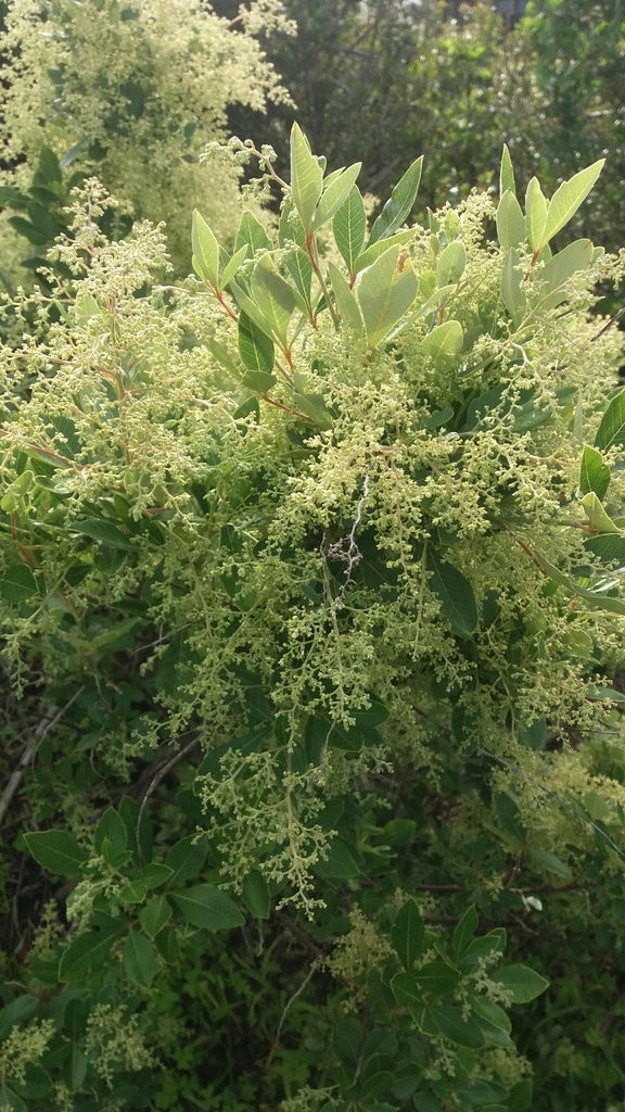 Wild currant from Murdock Valley, Cape Town, 7975, South Africa on ...