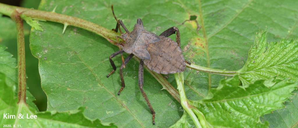 Coreus from 대한민국 강원도 화천군 상서면 on August 11, 2020 at 12:31 PM by Kim ...