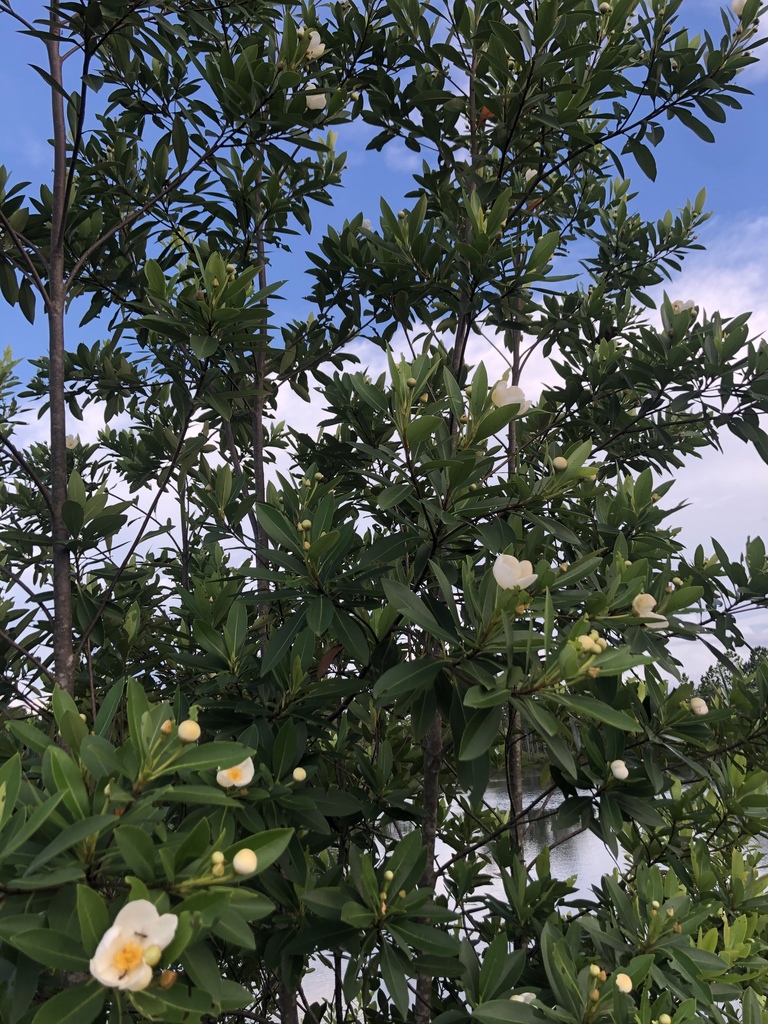 (Gordonia) - Botanical Realm