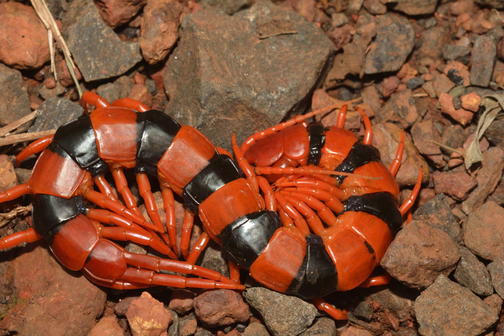 Indian Tiger Centipede from Goa, India on October 3, 2013 at 10:06 AM ...