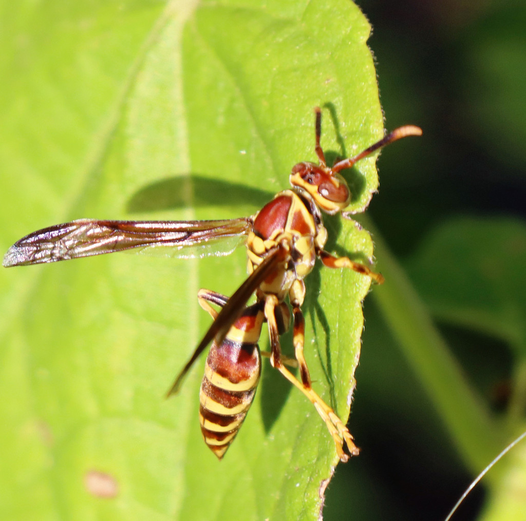 Guinea Paper Wasp in August 2020 by Jean Suplick · iNaturalist