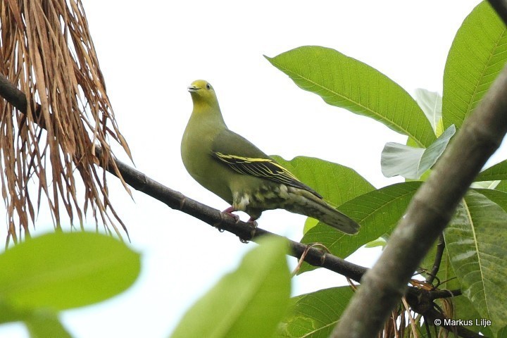 Sri Lanka Green-Pigeon (Treron pompadora) - Avian Discovery