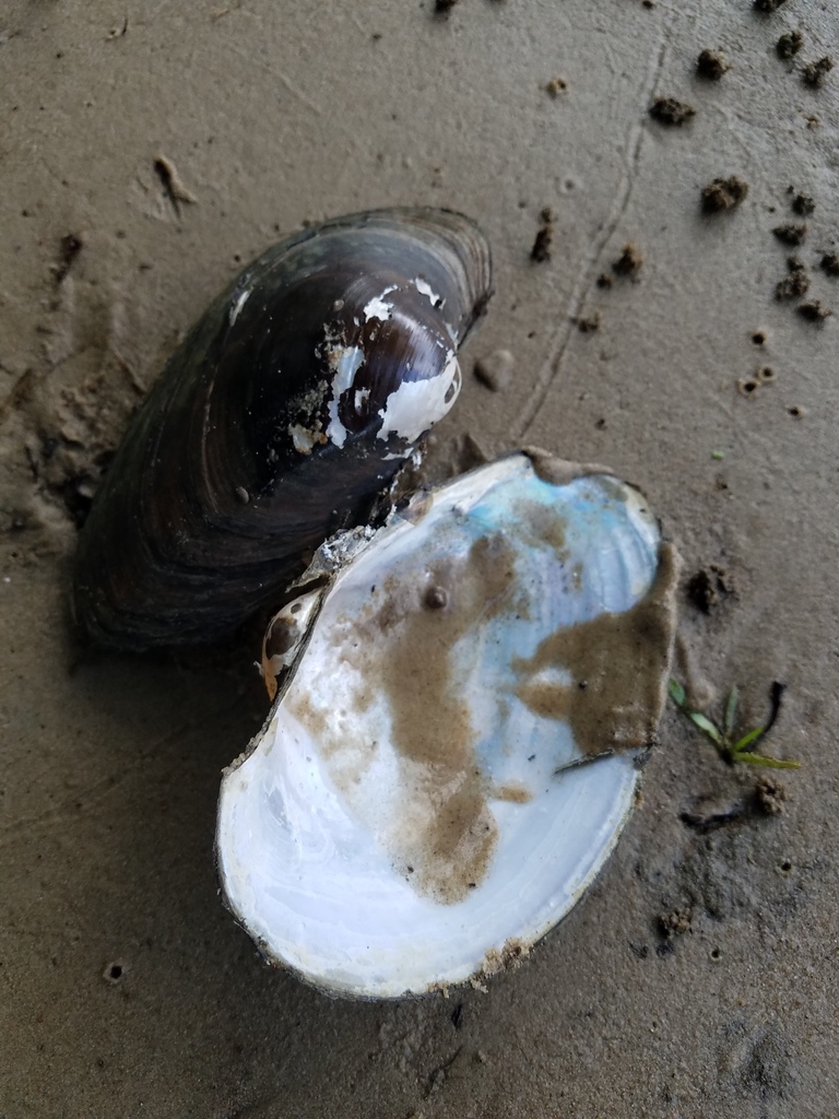 Giant Floater from Walker, Texas, United States on July 6, 2017 at 12: ...