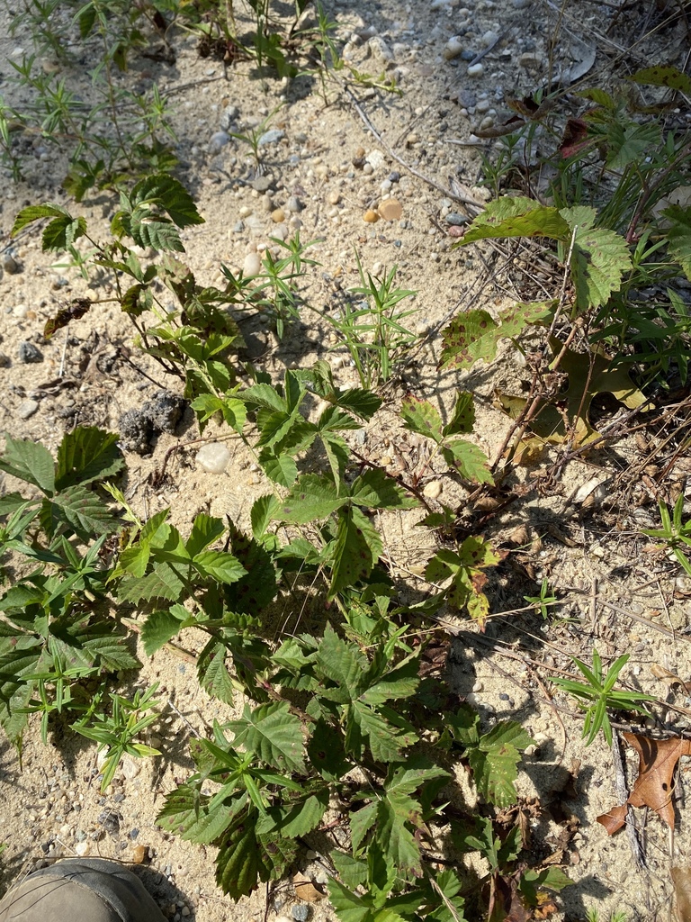 Smith's blackberry (Native and Naturalized-but-not-Invasive Understory ...