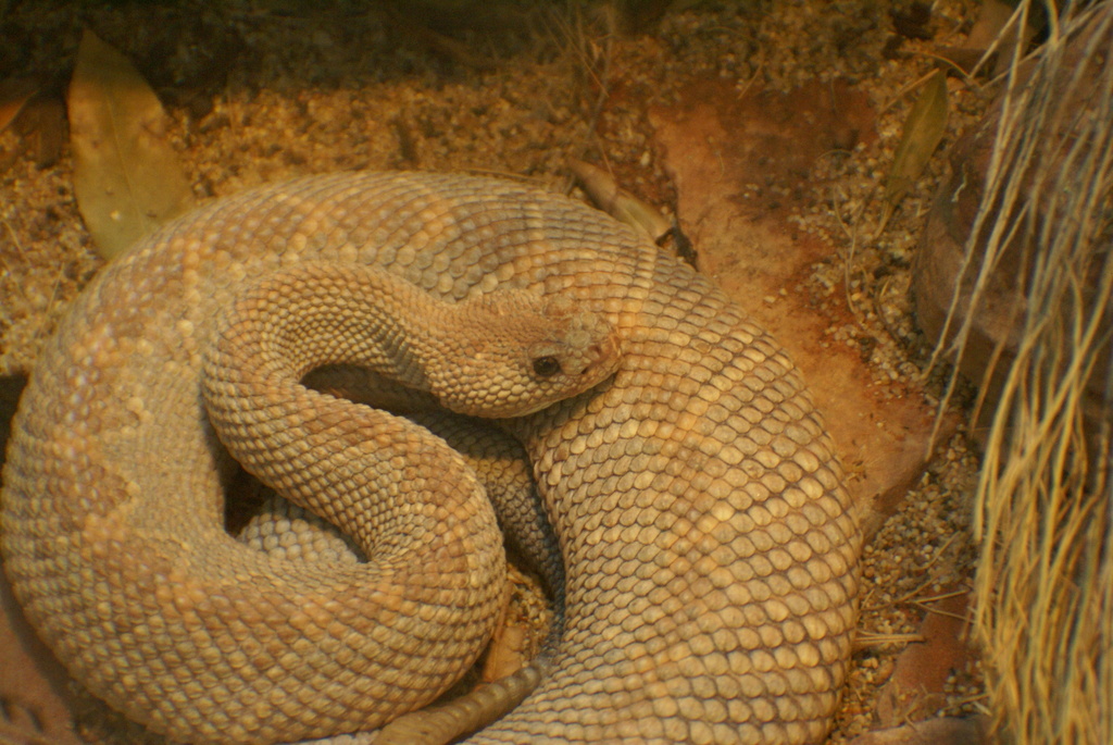 Aruba Island Rattlesnake (Crotalus unicolor) - Snakes and Lizards