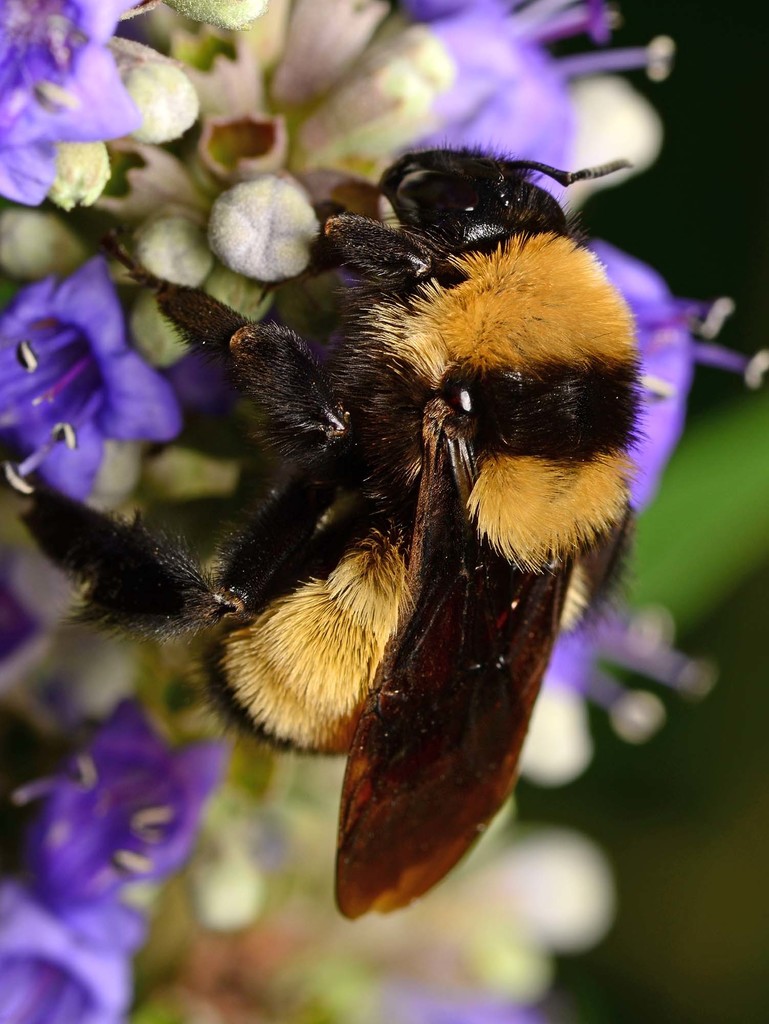 Sonoran Bumble Bee from Center Point, TX 78010, USA on August 11, 2020 ...