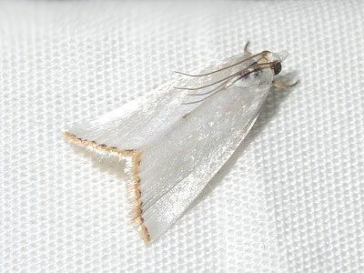 Snowy Urola Moth in August 2020 by privatenoaccess · iNaturalist