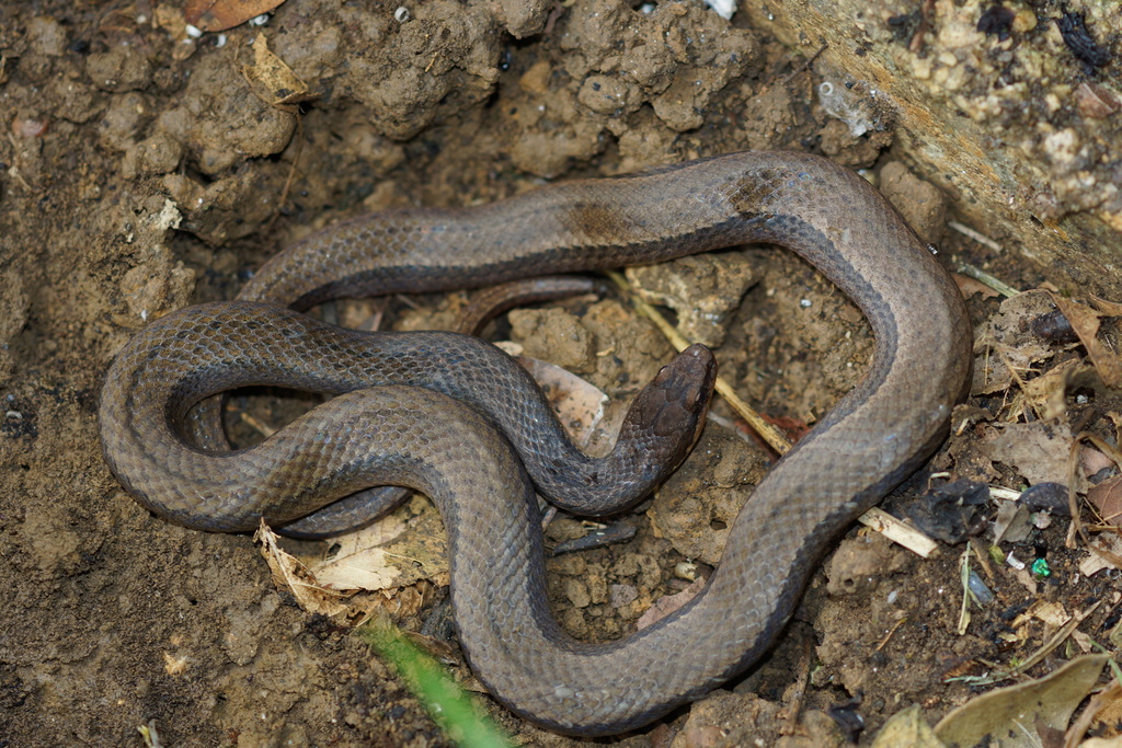 Puerto Rican Racer (Borikenophis portoricensis) - Snakes and Lizards