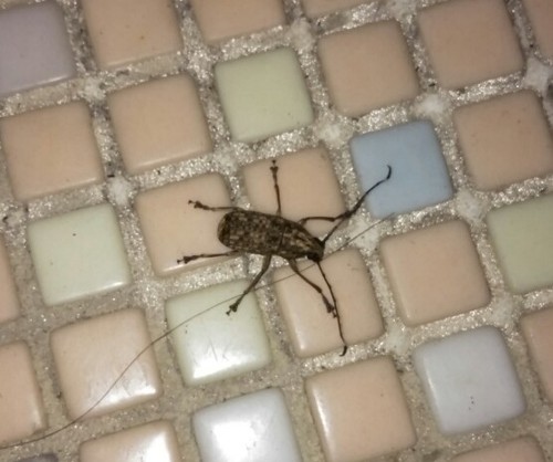 Phloeobius alternatus · iNaturalist