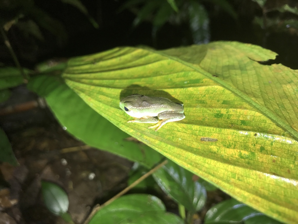Red-rimmed Monkey Tree Frog on July 03, 2017 at 09:07 PM by lucaspustka ...