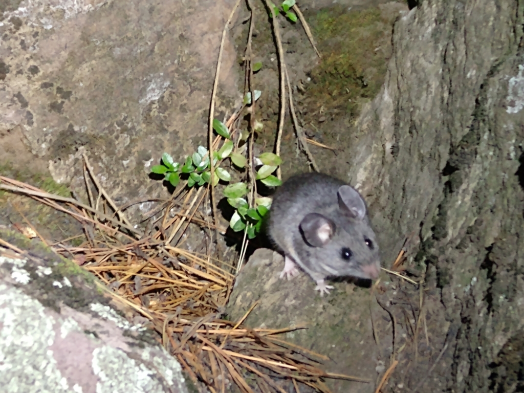 Mexican volcano mouse from 11, Ajusco km, Tlalpan, CDMX, Mexico on June ...