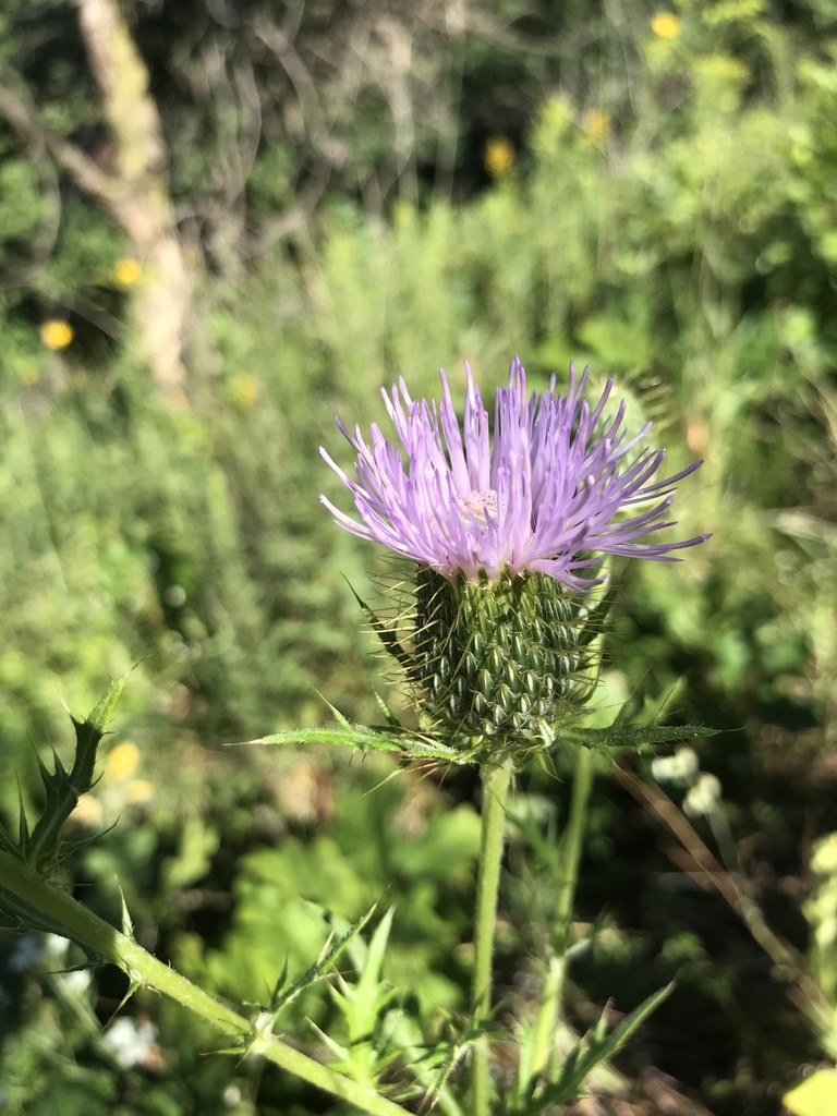 Flodman's thistle from Pine Bend, Inver Grove Heights, MN, US on August ...