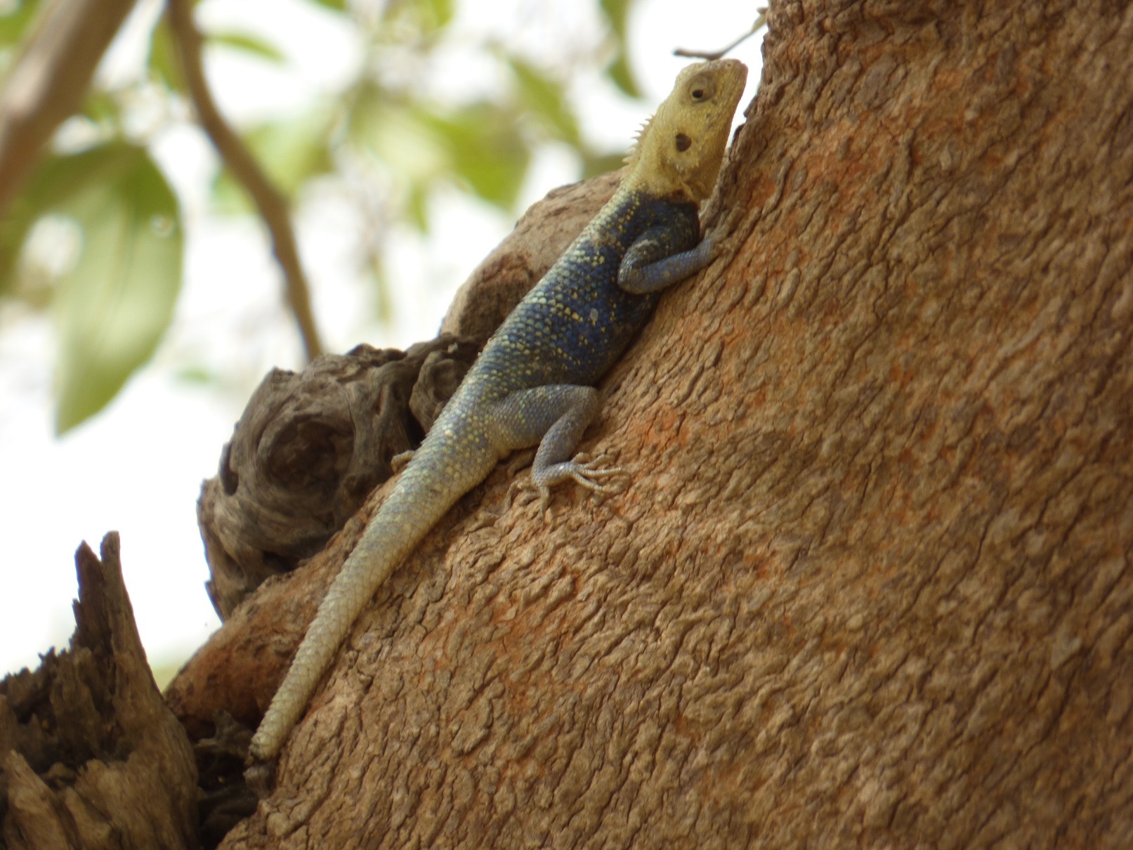 Agama paragama Grandison, 1968