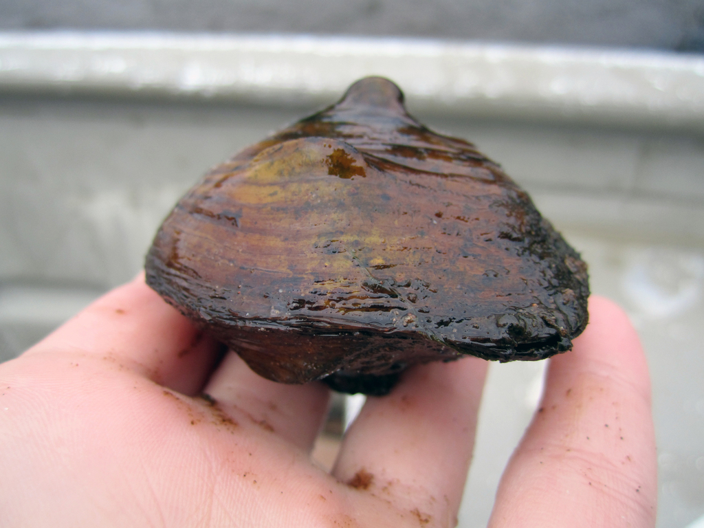 three-horn wartyback mussel (Big Woods, Big Rivers Linnaeus List ...