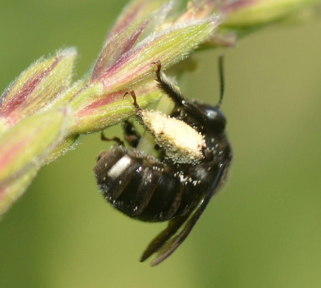 Two-spotted Longhorn Bee from Rockford, IL, USA on July 25, 2020 at 07: ...