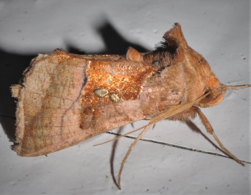 Pink-washed Looper Moth from Roan Mountain State Park, 527 TN-143, Roan ...