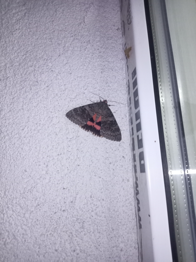 French Red Underwing from Malu Roșu, Ploiești, România on August 11 ...