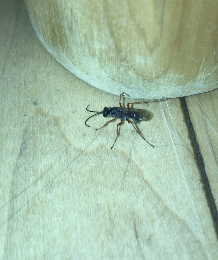 Red-legged Spider Wasp from Sevier County, TN, USA on August 7, 2020 at ...